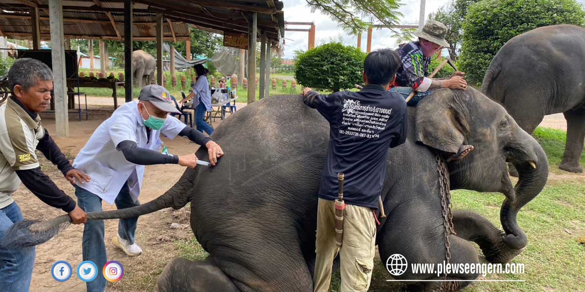 TSPCA ประชุมร่วมกับสมาชิกวุฒิสภา เพื่อแก้ปัญหาช้างป่า